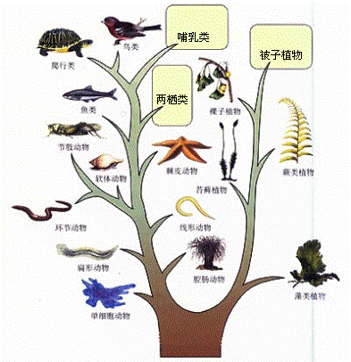 无脊椎动物进化历程 低等无脊椎动物的进化历程